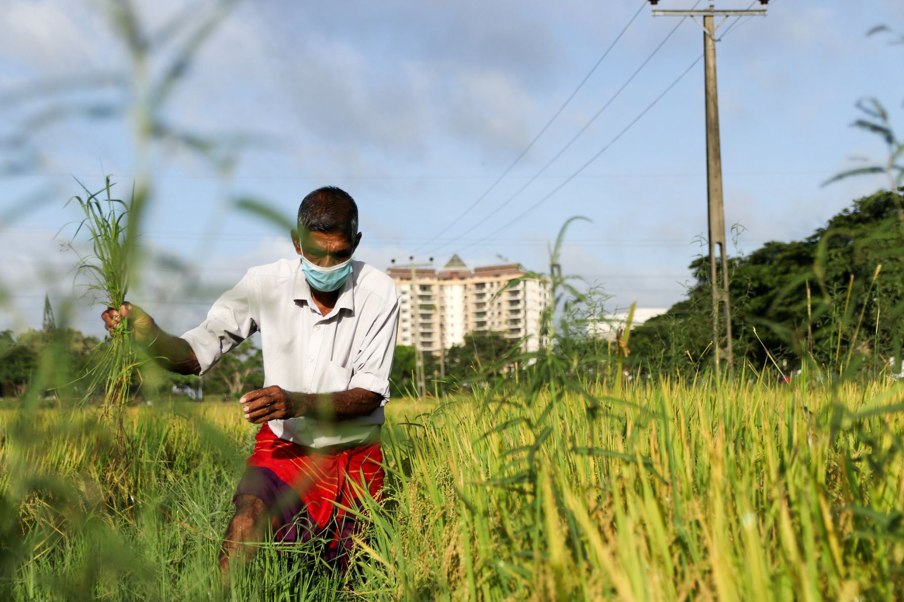 Can organic farming be scaled to feed Asia?
